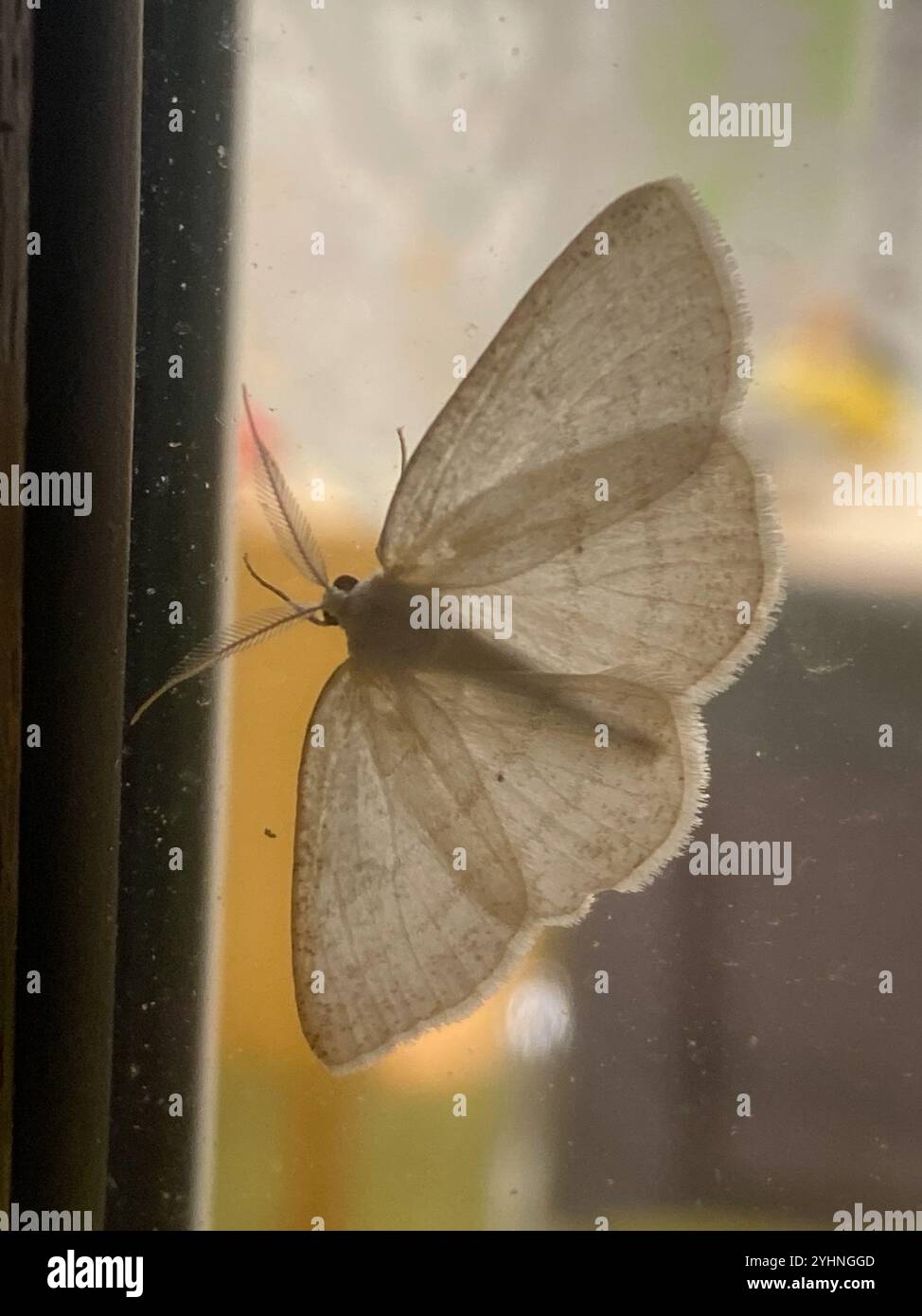 Common White Wave (Cabera pusaria Stock Photo - Alamy