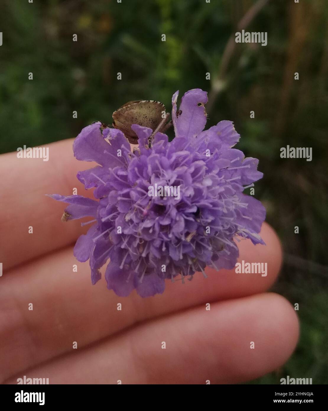 Small Scabious (Scabiosa columbaria Stock Photo - Alamy