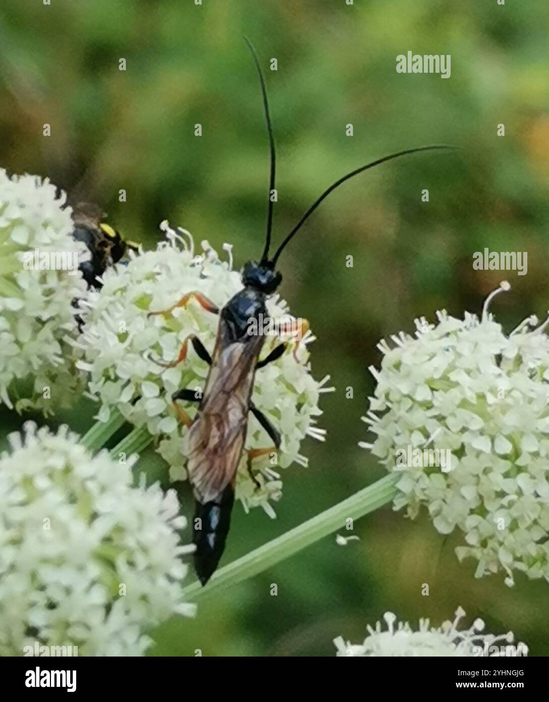 Ichneumonid and Braconid Wasps (Ichneumonoidea Stock Photo - Alamy
