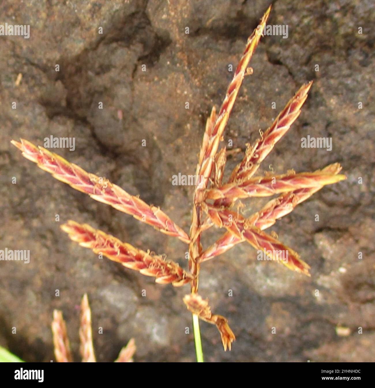 Sweet Galingale (Cyperus longus Stock Photo - Alamy