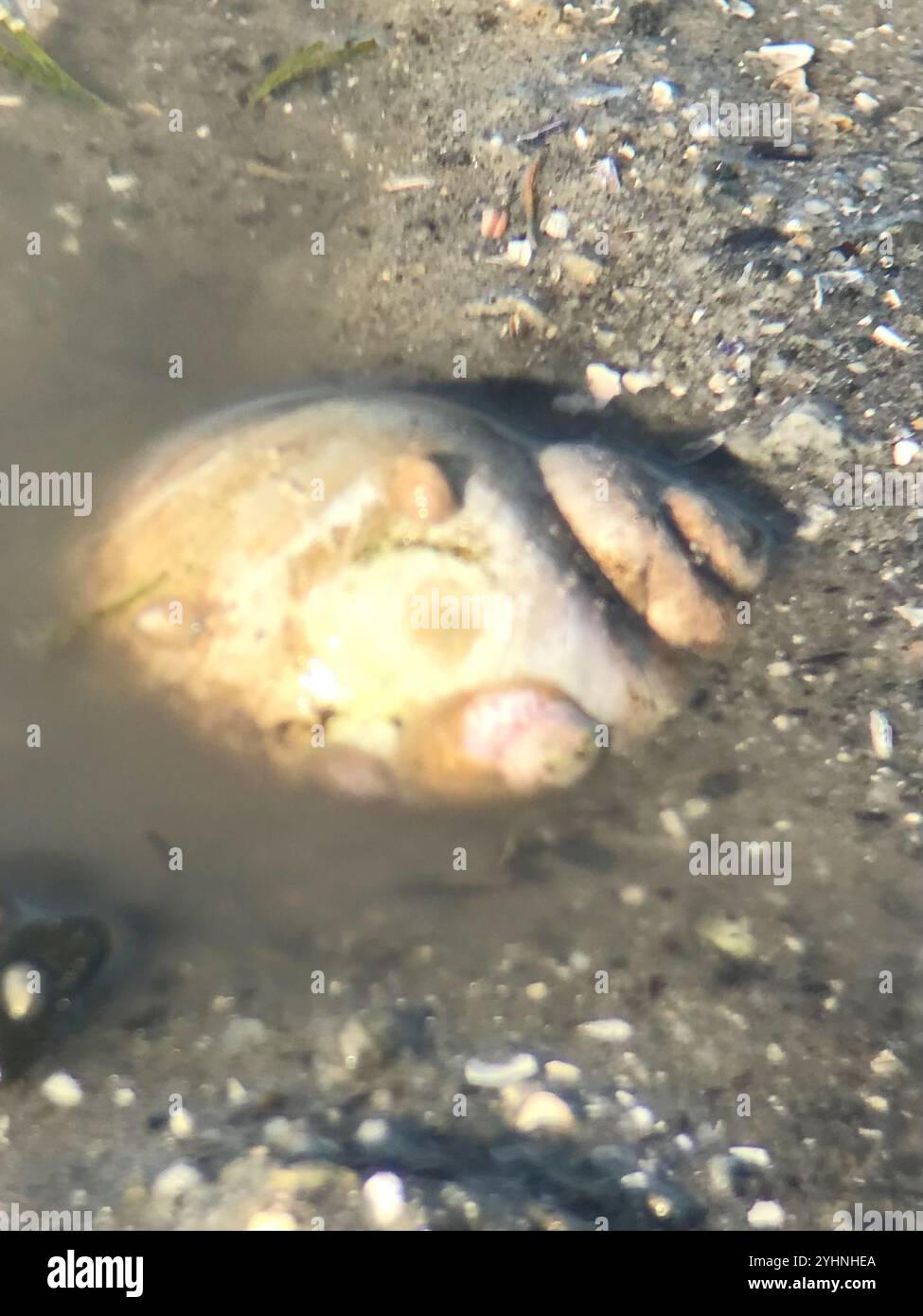 Northern Moonsnail (Euspira heros Stock Photo - Alamy