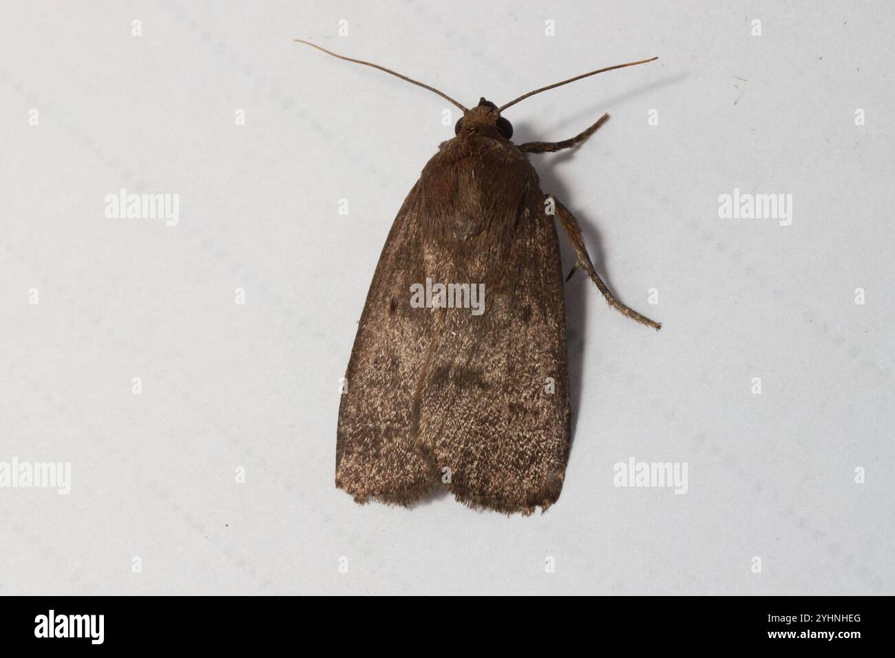 Mouse Moth (Amphipyra tragopoginis Stock Photo - Alamy