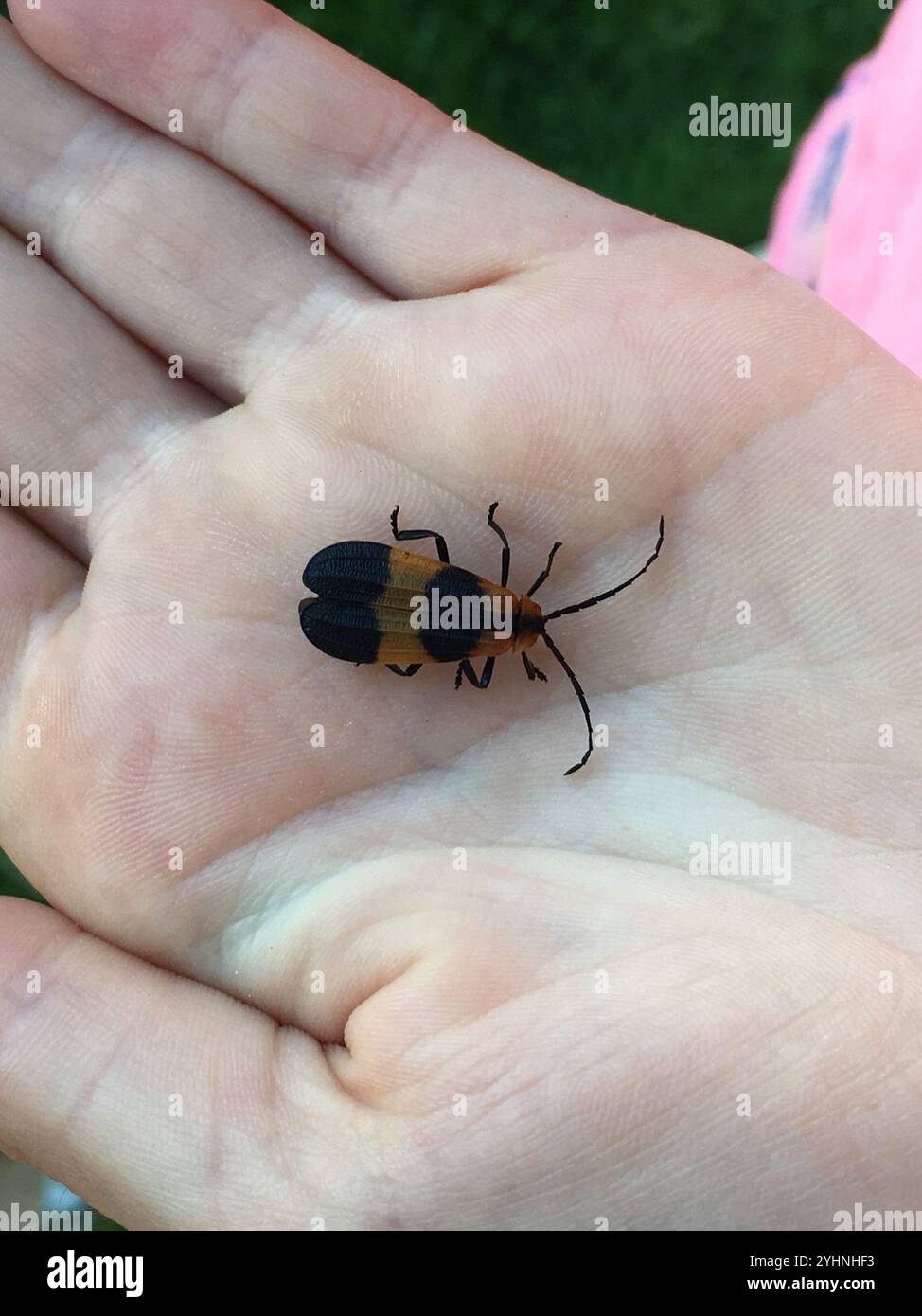 Reticulated net winged beetle hi-res stock photography and images - Alamy