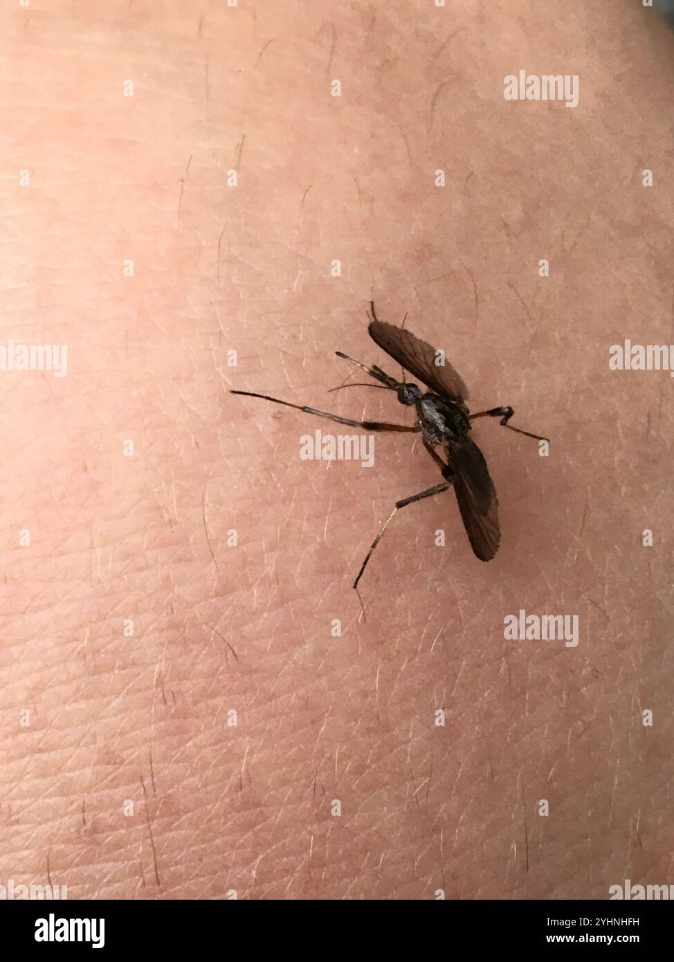 Gallinipper hi-res stock photography and images - Alamy