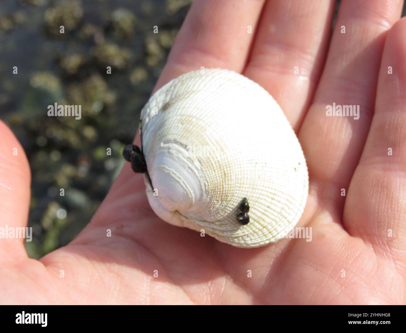 Pacific Littleneck Clam (Leukoma staminea Stock Photo - Alamy