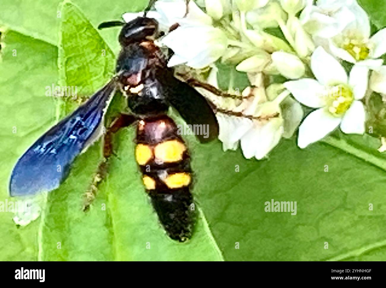 Noble Scoliid Wasp (Scolia nobilitata Stock Photo - Alamy