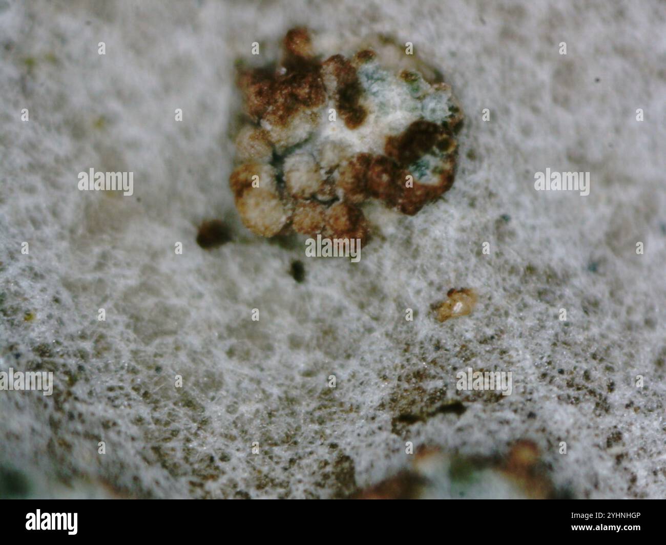 alternating dog lichen (Peltigera didactyla Stock Photo - Alamy