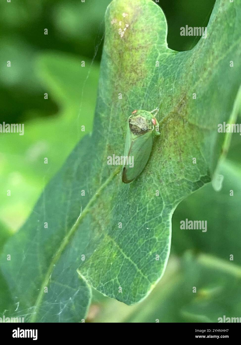 oak leafhopper (Iassus lanio Stock Photo - Alamy