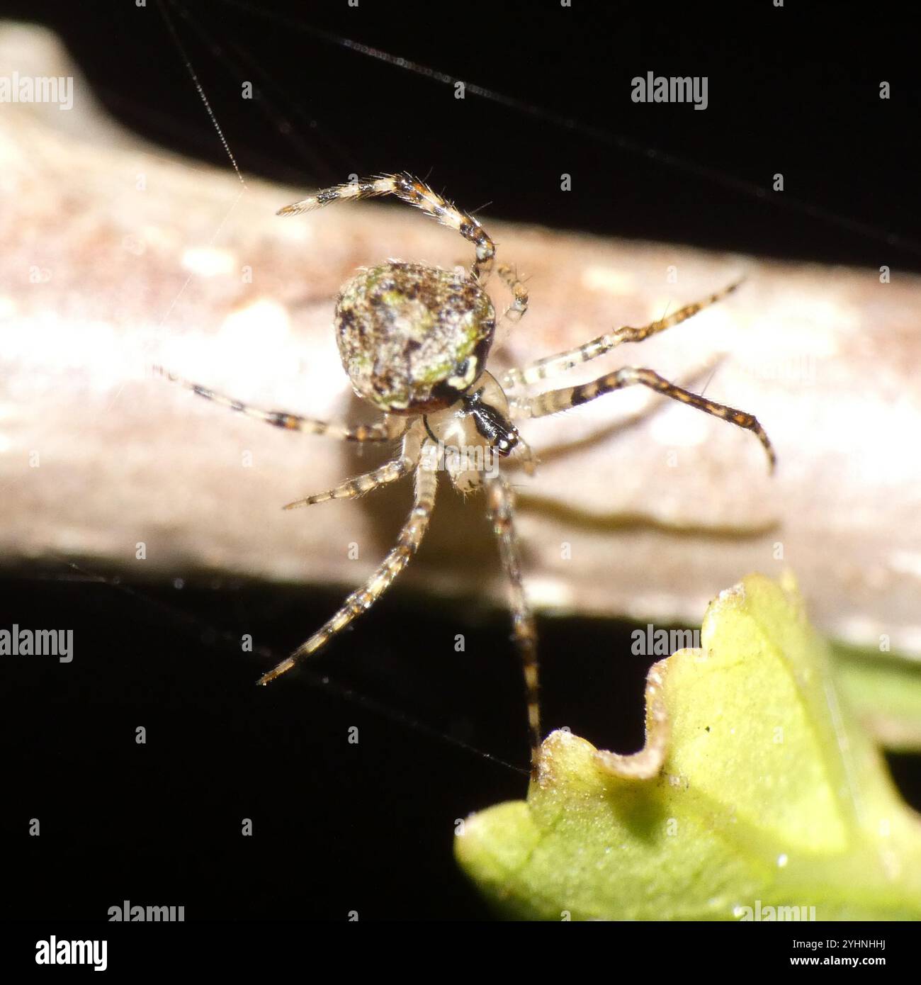 Cannibal Spiders (Mimetus Stock Photo - Alamy