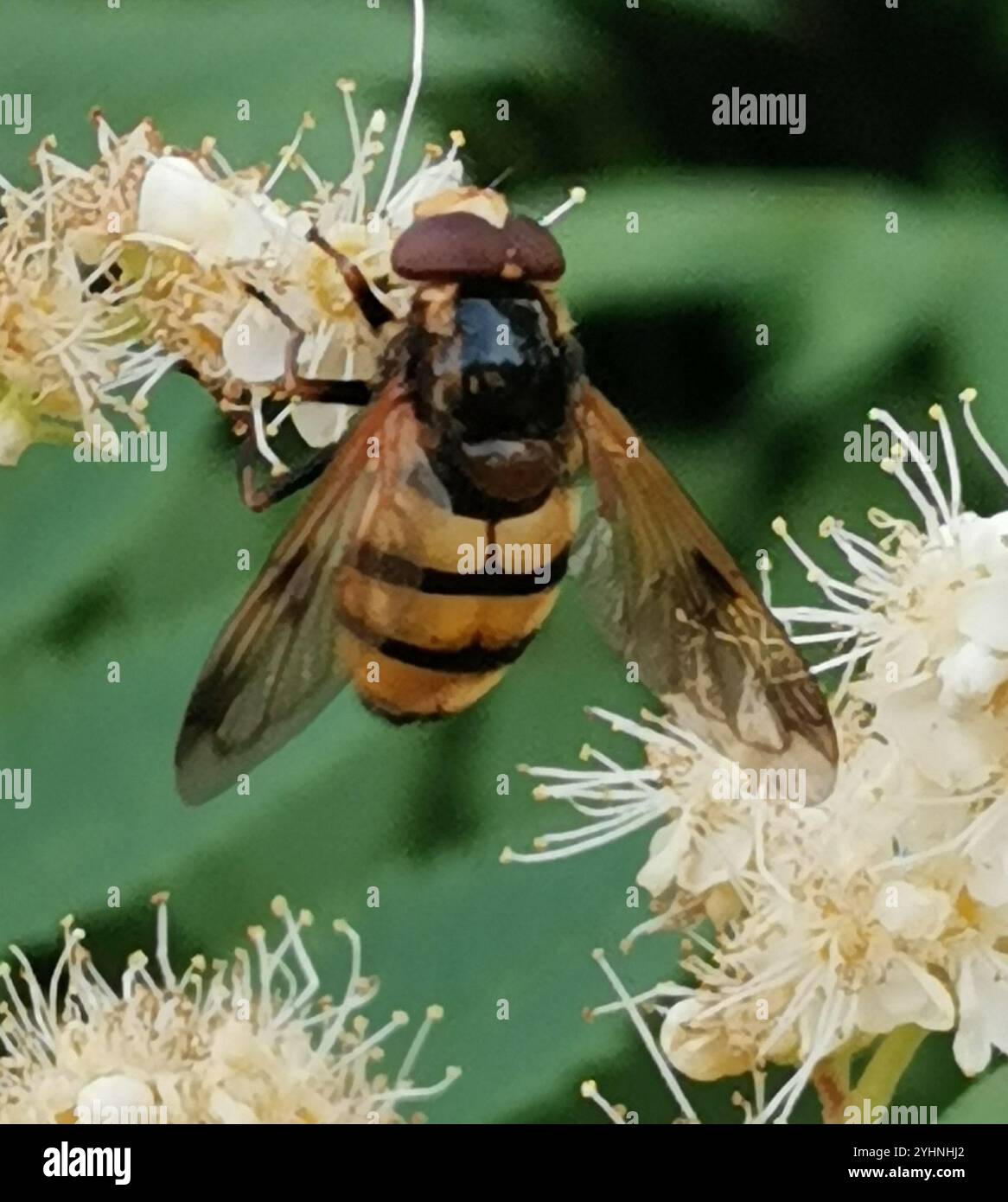 Lesser Hornet Hoverfly (Volucella inanis Stock Photo - Alamy