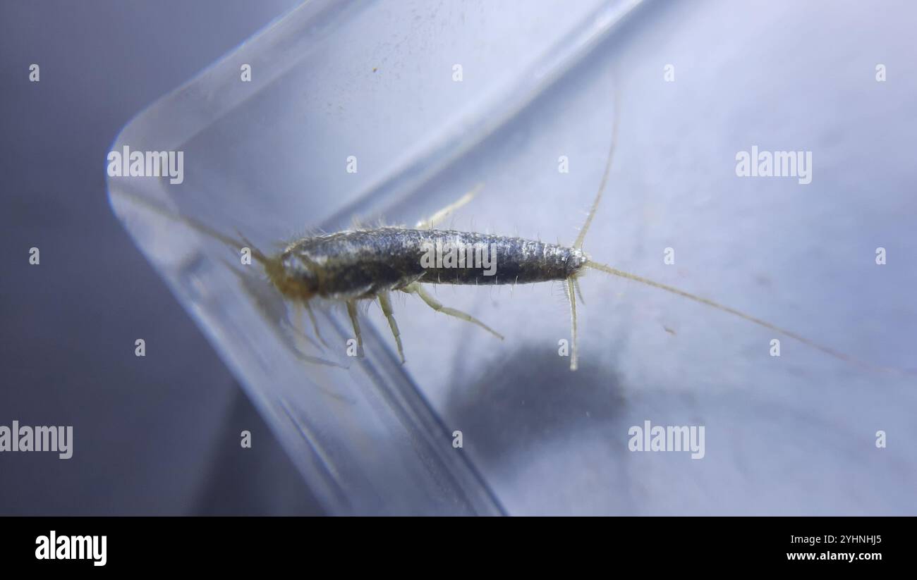 Long-tailed Silverfish (Ctenolepisma longicaudatum Stock Photo - Alamy