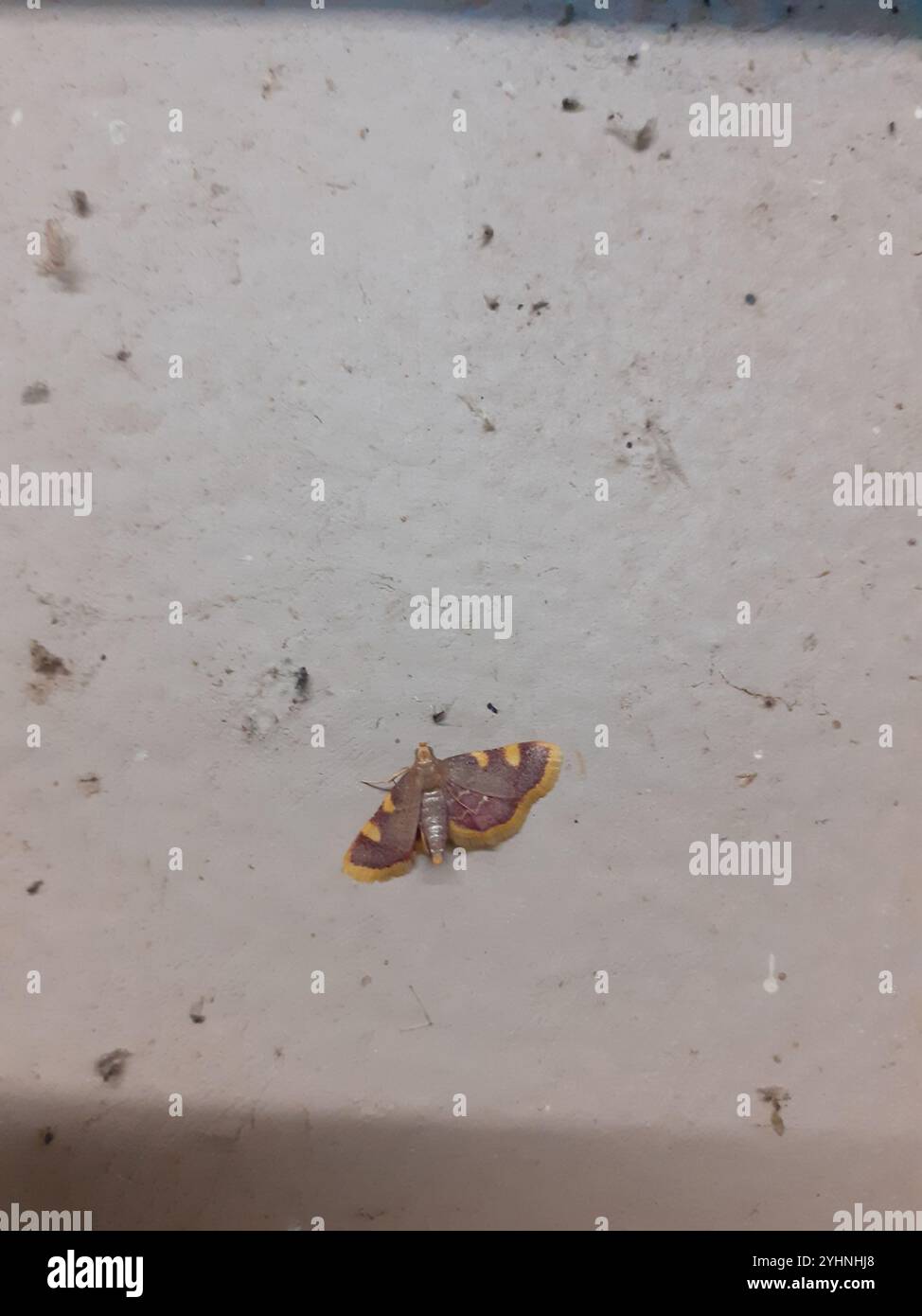 Clover Hayworm Moth (Hypsopygia costalis Stock Photo - Alamy