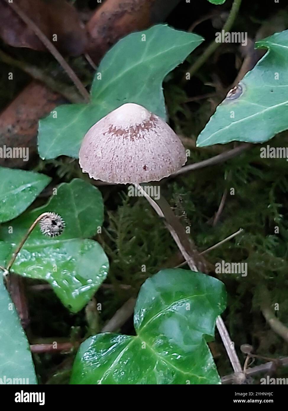 Psathyrella corrugis hi-res stock photography and images - Alamy