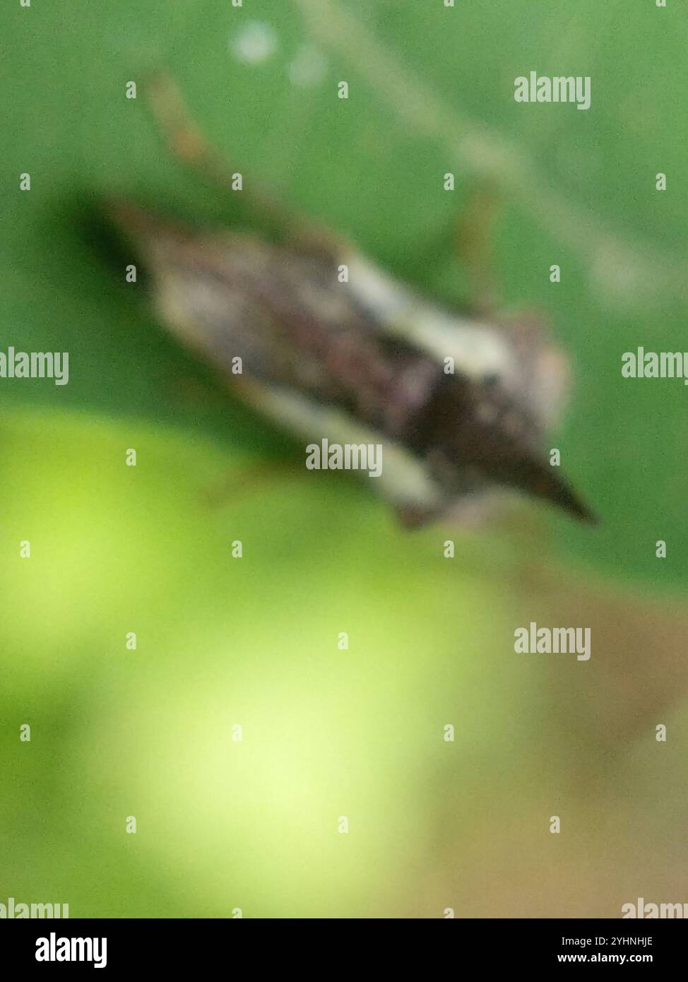 Locust Treehopper (Thelia bimaculata Stock Photo - Alamy