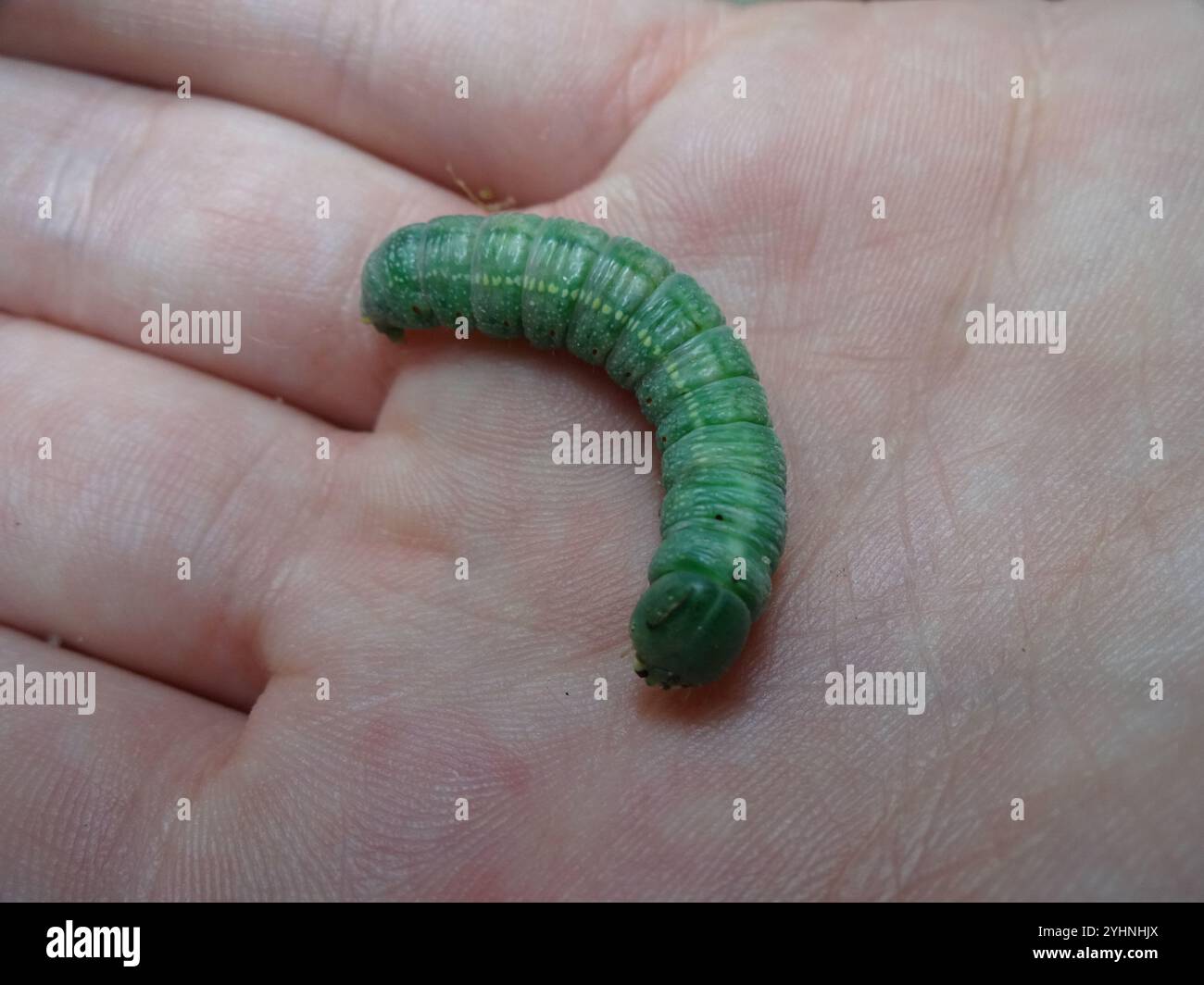 White-dotted Prominent (Nadata gibbosa Stock Photo - Alamy