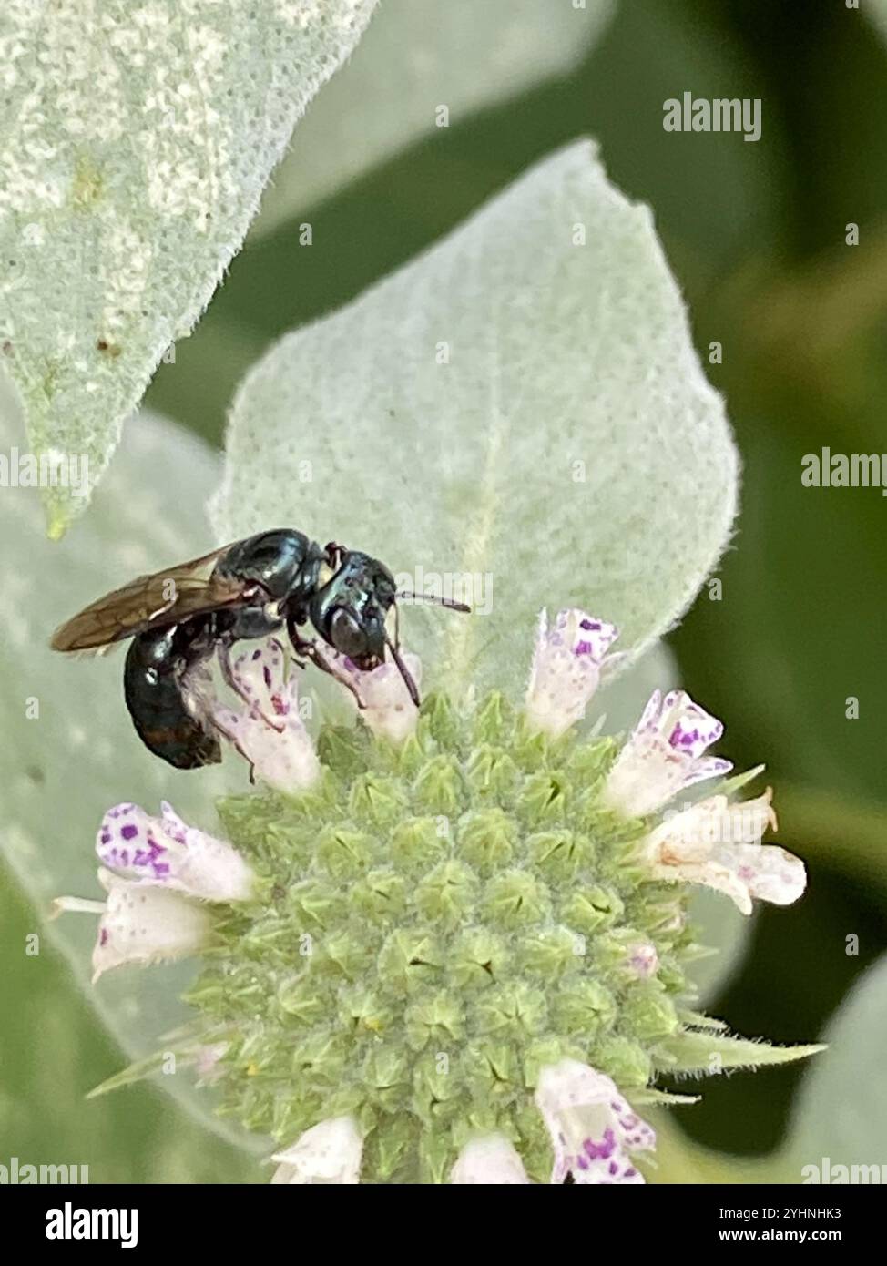 Small Carpenter Bees (Ceratina Stock Photo - Alamy