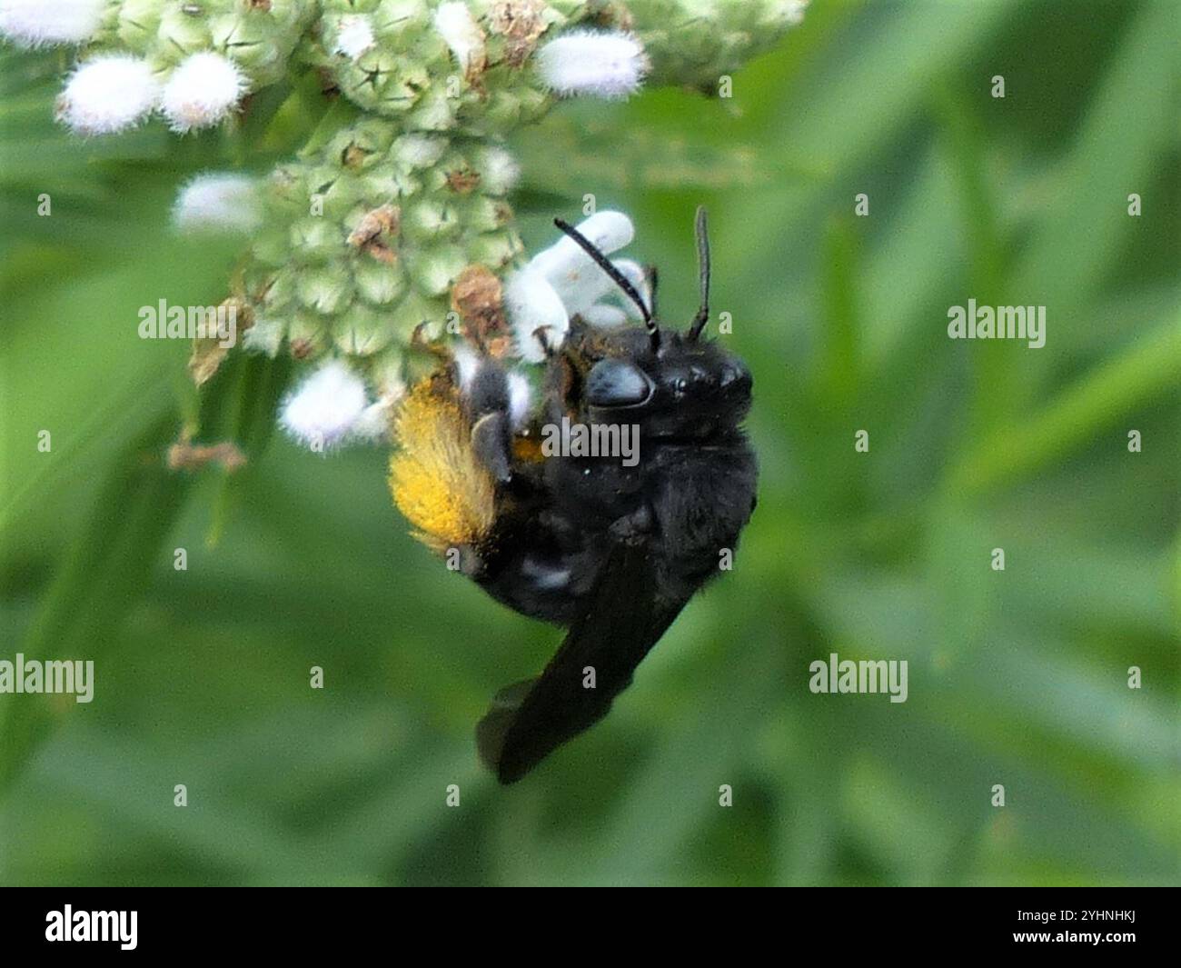 Melissodes bimaculatus hi-res stock photography and images - Alamy