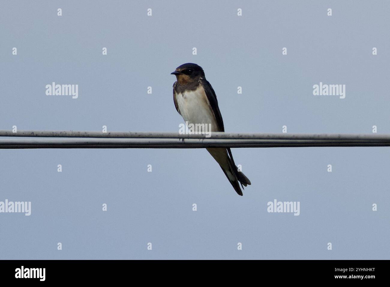 White-bellied Barn Swallow (Hirundo rustica rustica Stock Photo - Alamy