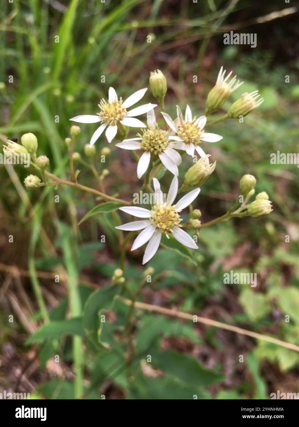 Cornel-leaf Whitetop (Doellingeria infirma Stock Photo - Alamy