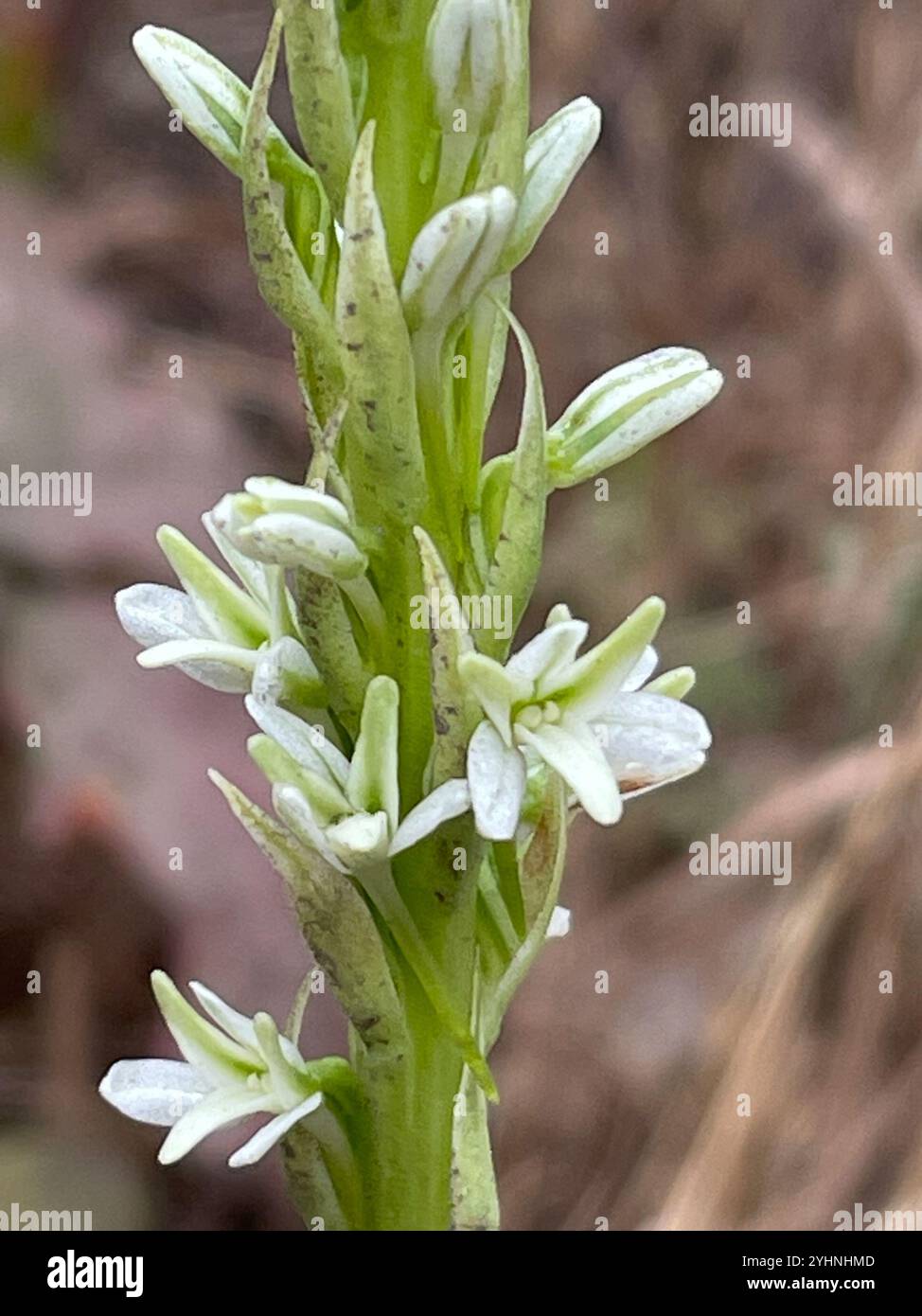 Platanthera elegans hi-res stock photography and images - Alamy