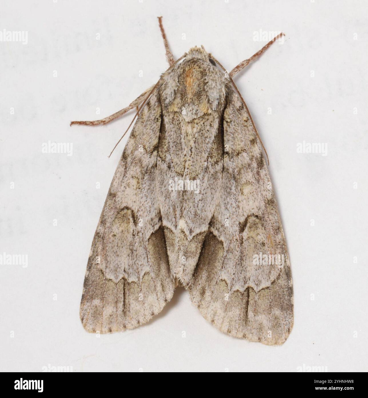 Ochre Dagger (Acronicta morula Stock Photo - Alamy