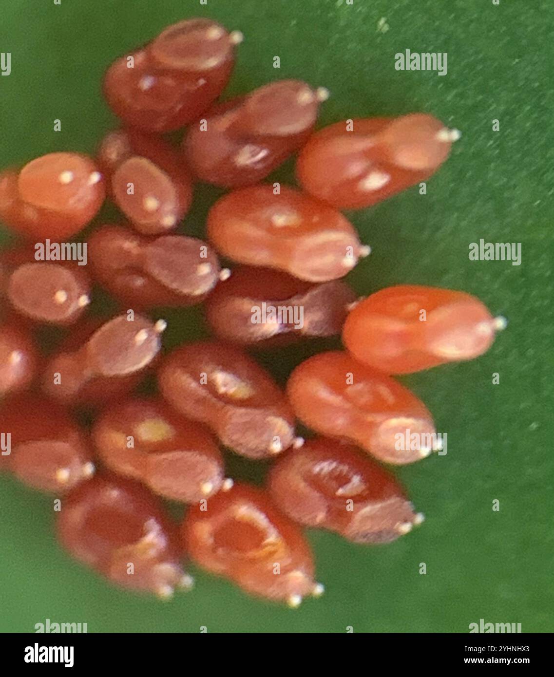 Leaf-footed Bugs and Allies (Coreoidea Stock Photo - Alamy