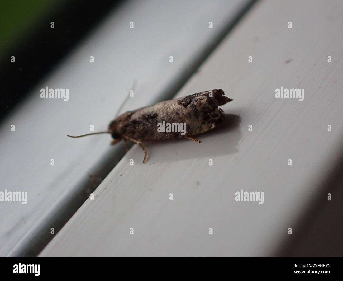 Eye-spotted Bud Moth (Spilonota ocellana Stock Photo - Alamy