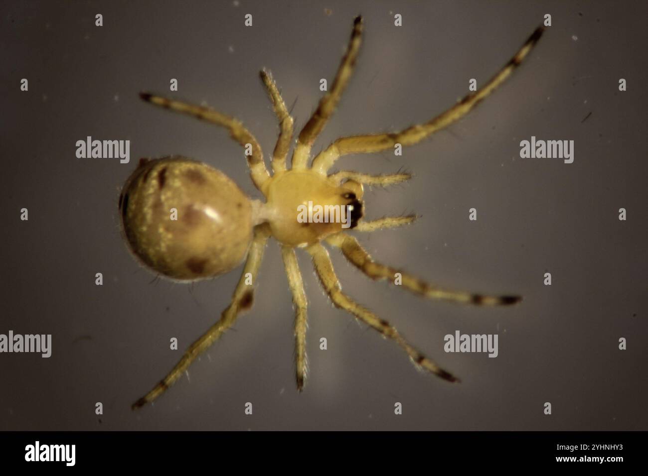 Comb-footed Spiders (Theridiidae Stock Photo - Alamy