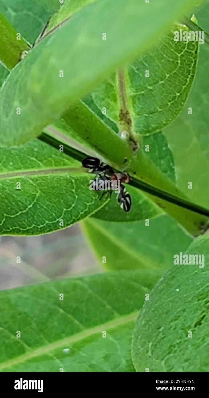 Common Picture-winged Fly (Delphinia picta Stock Photo - Alamy