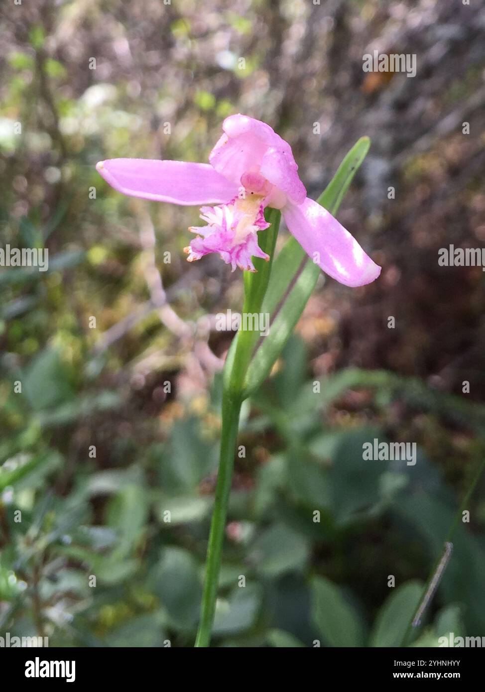 Rose Pogonia (Pogonia ophioglossoides Stock Photo - Alamy
