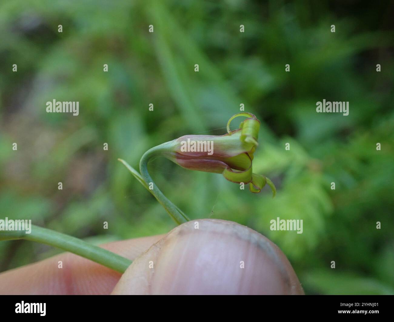 bronze-bells (Anticlea occidentalis Stock Photo - Alamy