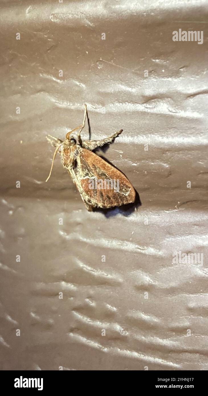 Purple-crested Slug Moth (Adoneta spinuloides Stock Photo - Alamy