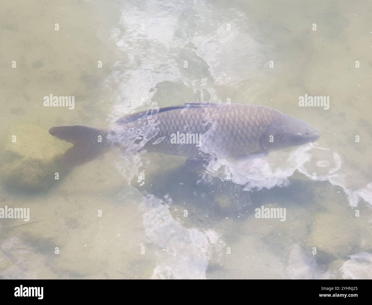 European Carp (Cyprinus carpio Stock Photo - Alamy