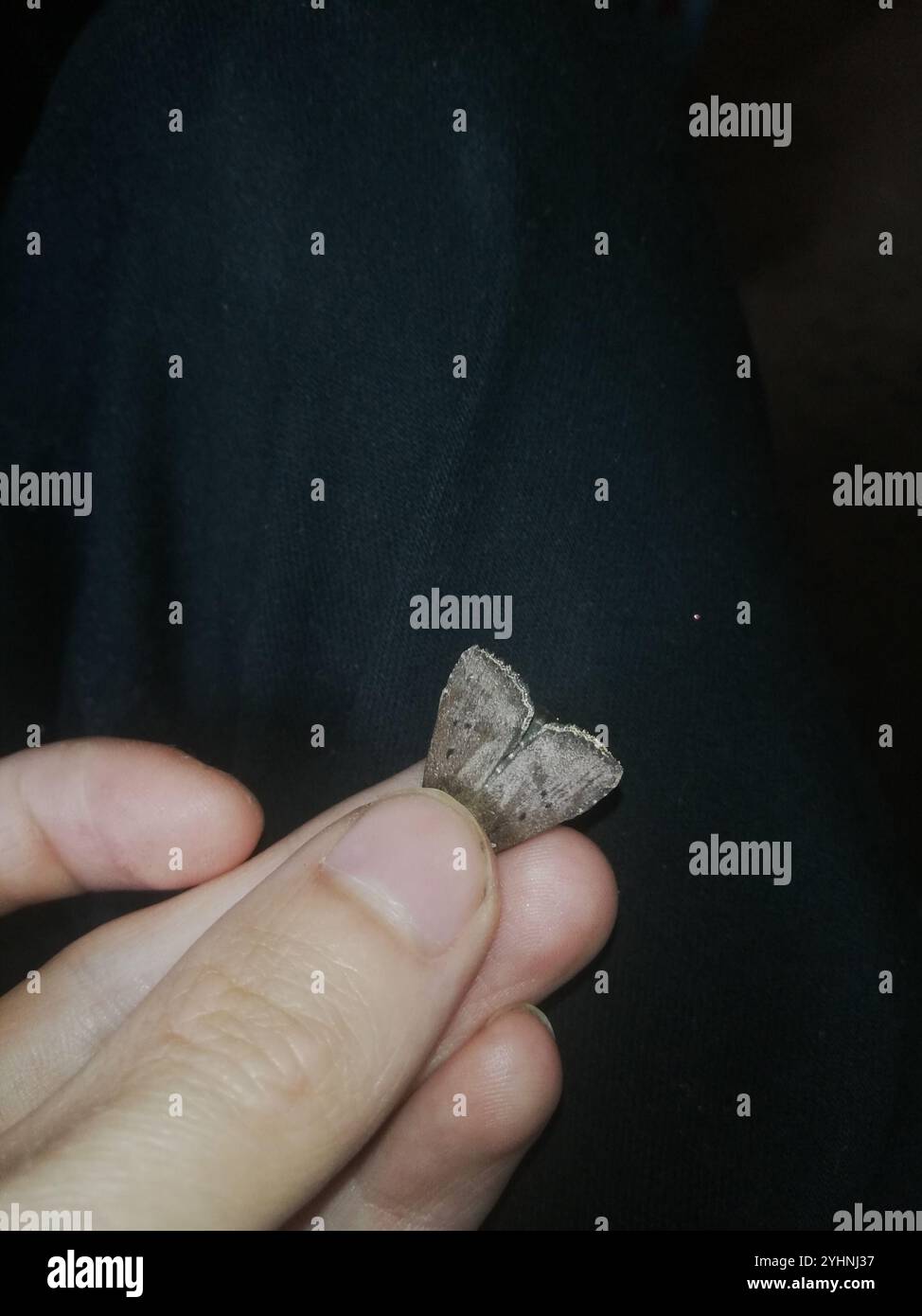 Mouse Moth (Amphipyra tragopoginis Stock Photo - Alamy