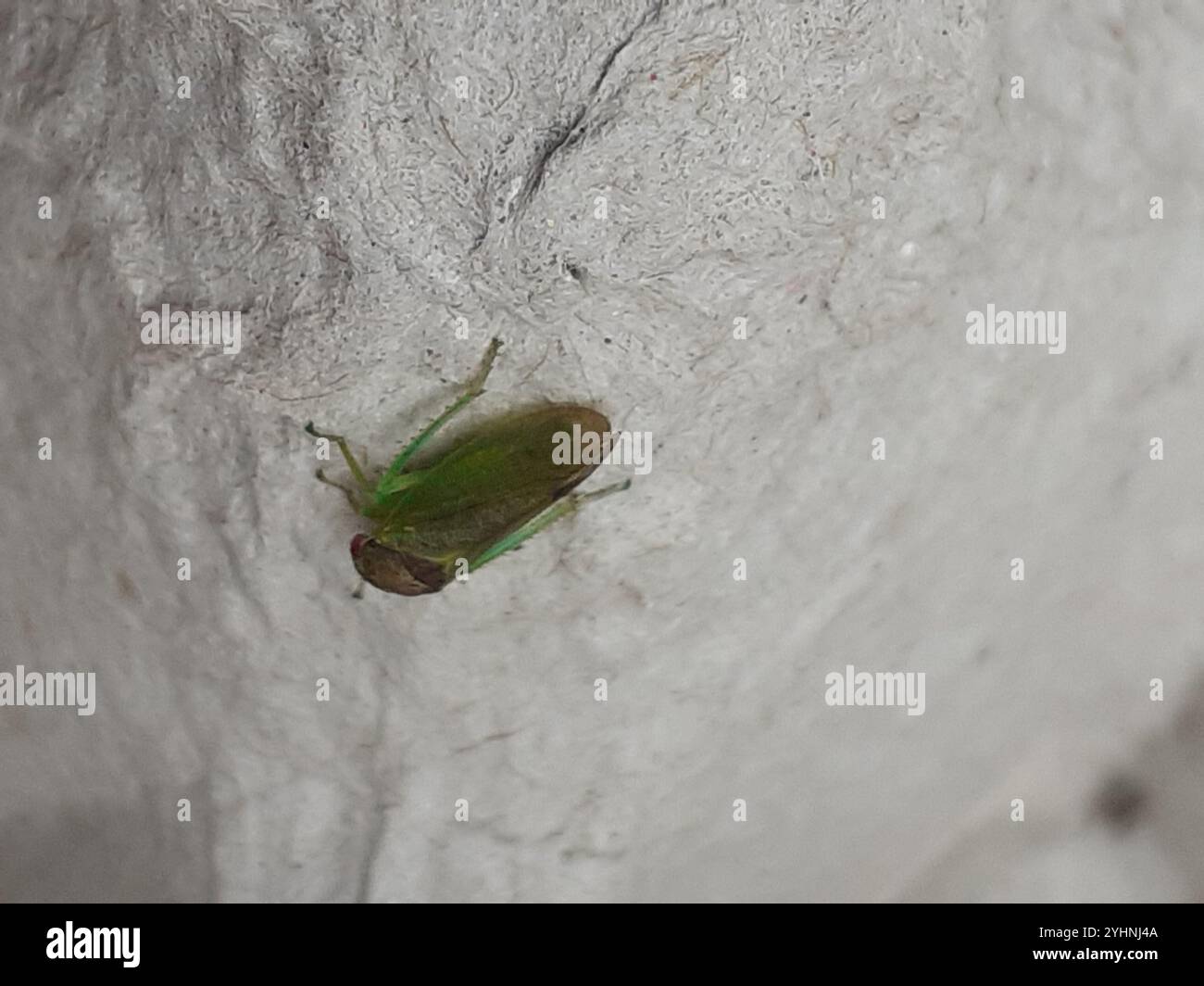 oak leafhopper (Iassus lanio Stock Photo - Alamy