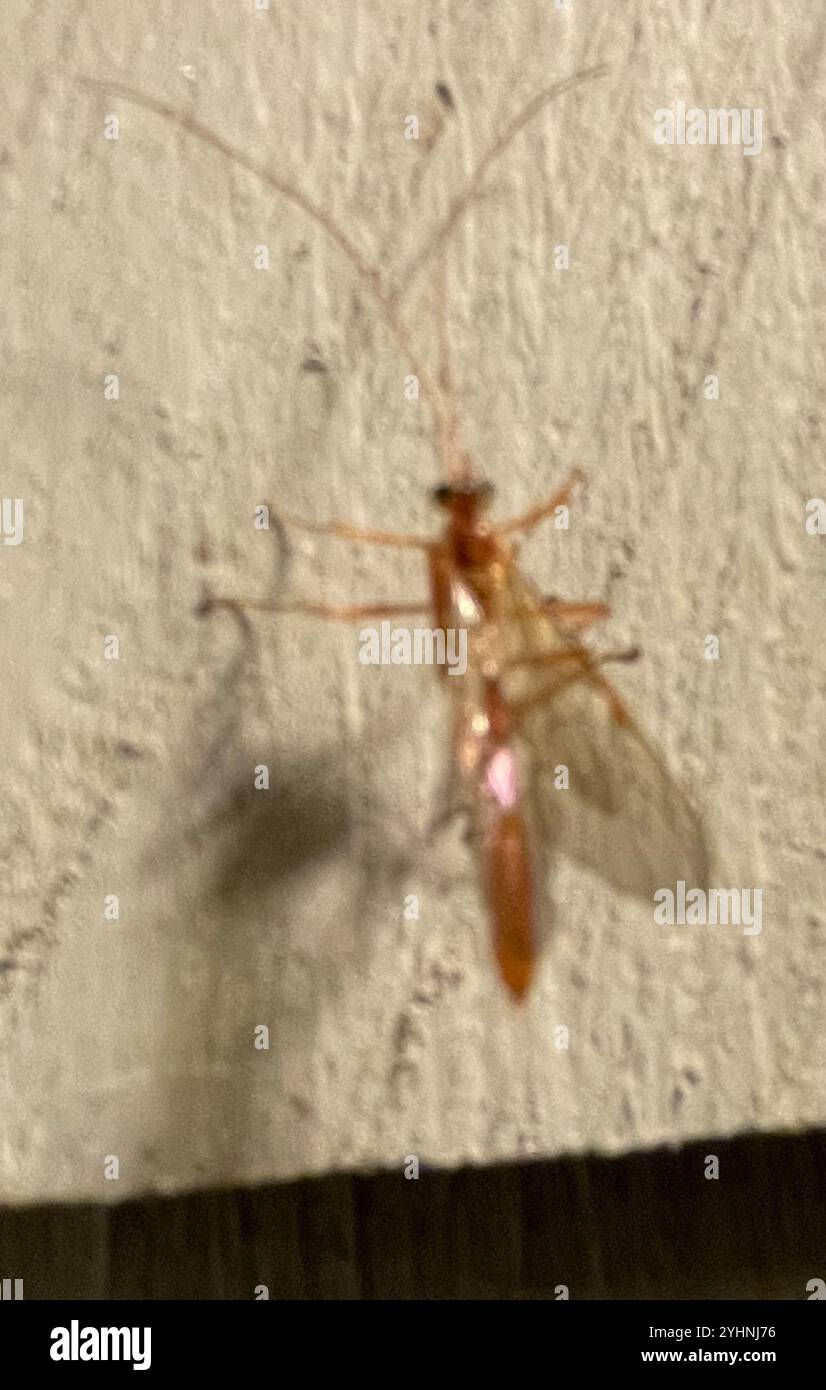 Short-tailed Ichneumonid Wasps (Ophioninae Stock Photo - Alamy