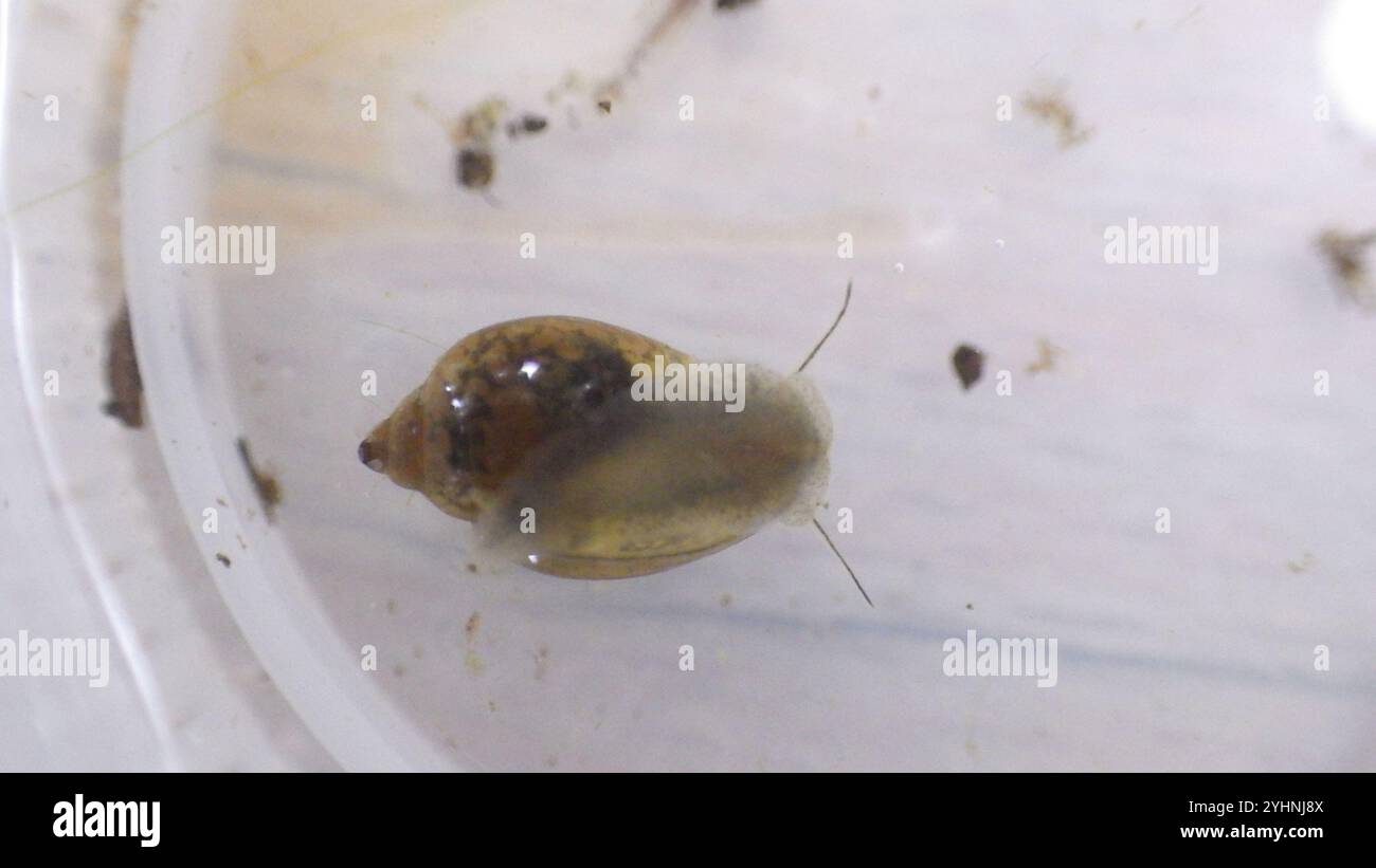 Bladder Snails (Physidae Stock Photo - Alamy