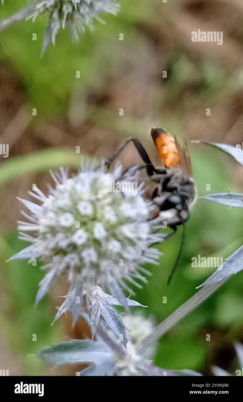 Golden Digger Wasp (Sphex funerarius Stock Photo - Alamy
