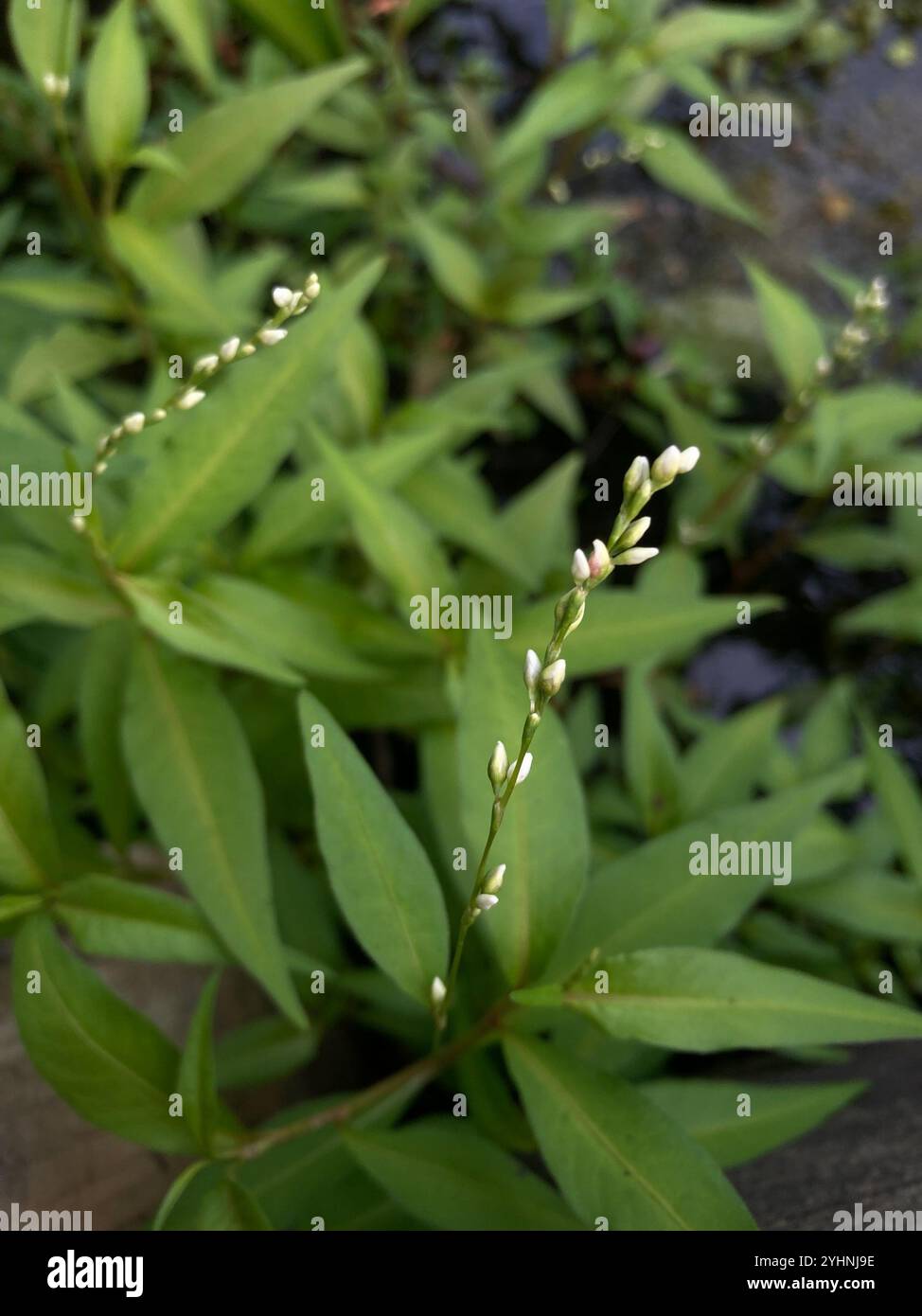 Dotted Smartweed (Persicaria punctata Stock Photo - Alamy