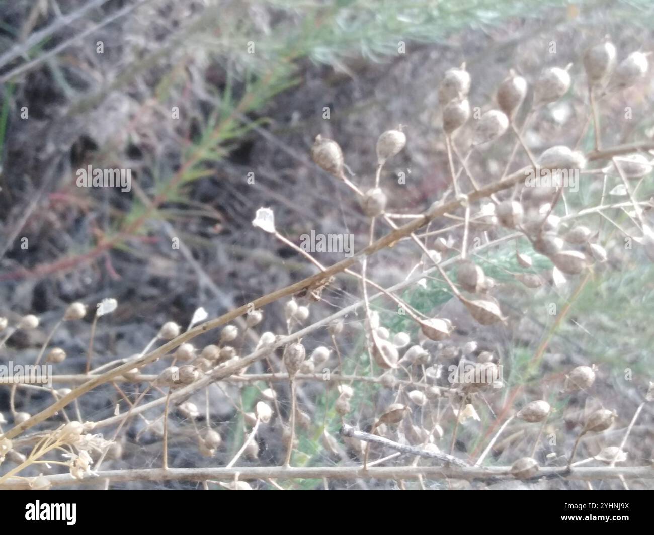 littlepod false flax (Camelina microcarpa Stock Photo - Alamy
