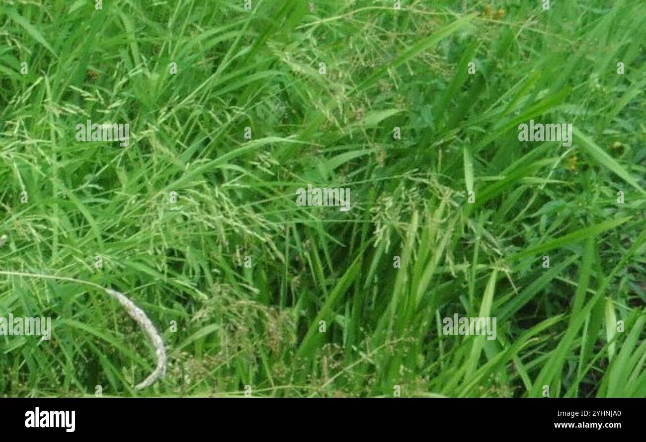rice cutgrass (Leersia oryzoides Stock Photo - Alamy