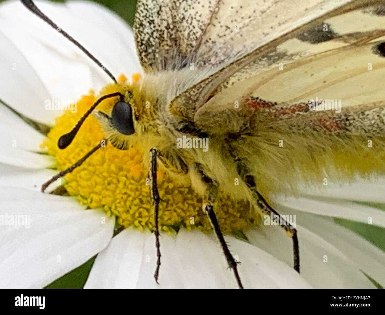Clodius Parnassian (Parnassius clodius Stock Photo - Alamy