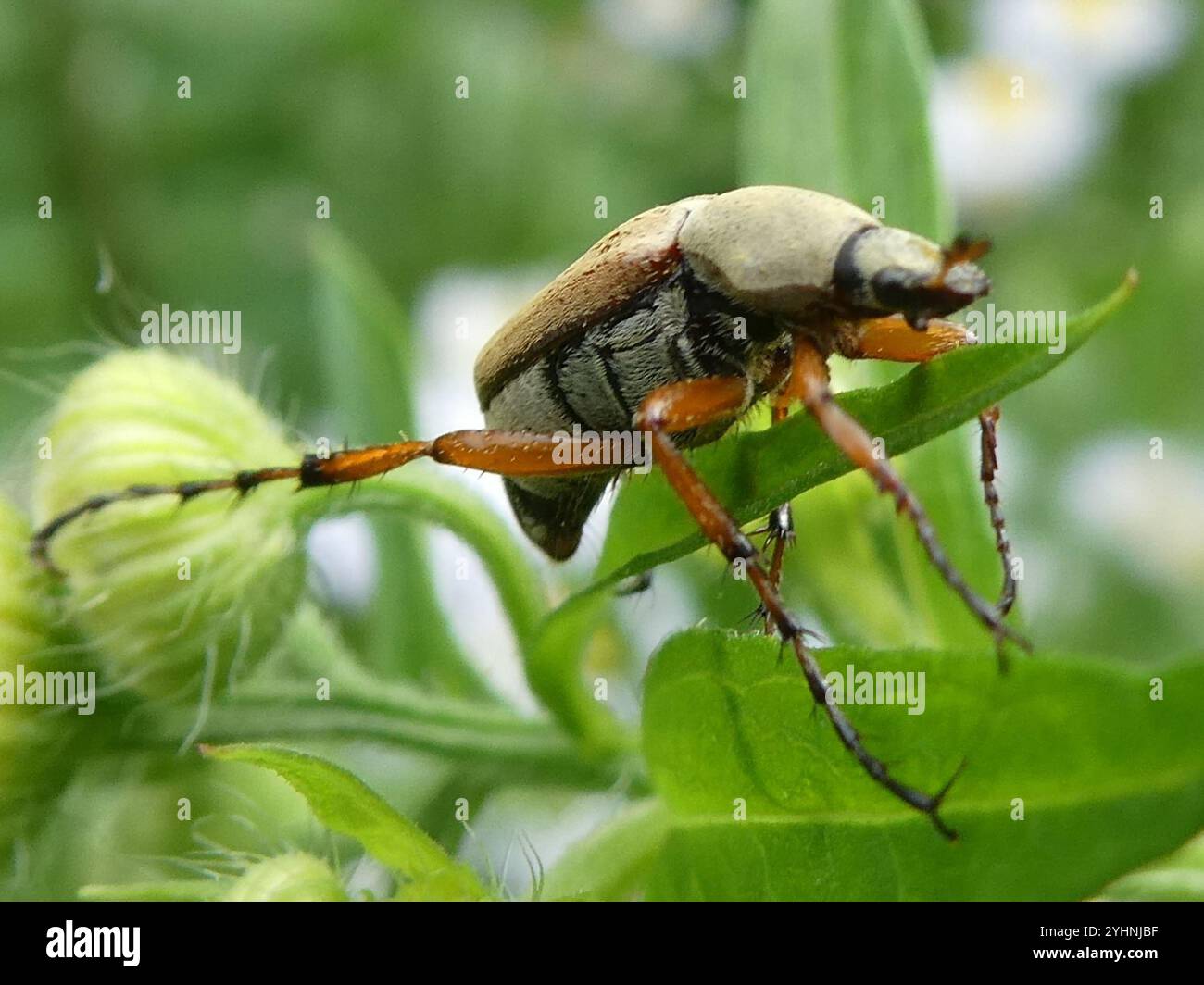 American Rose Chafers (Macrodactylus Stock Photo - Alamy