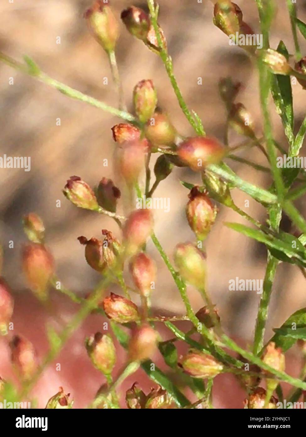Illinois Pinweed (Lechea racemulosa Stock Photo - Alamy