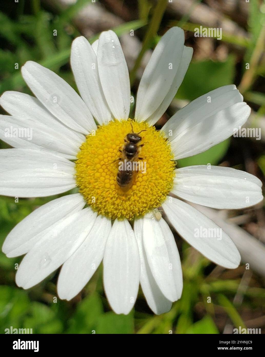 Confusing Furrow Bee (Halictus confusus Stock Photo - Alamy