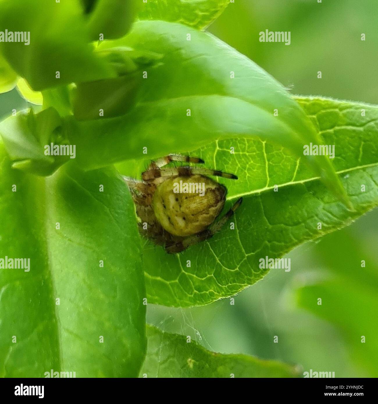 Four-spot Orbweaver (Araneus quadratus Stock Photo - Alamy