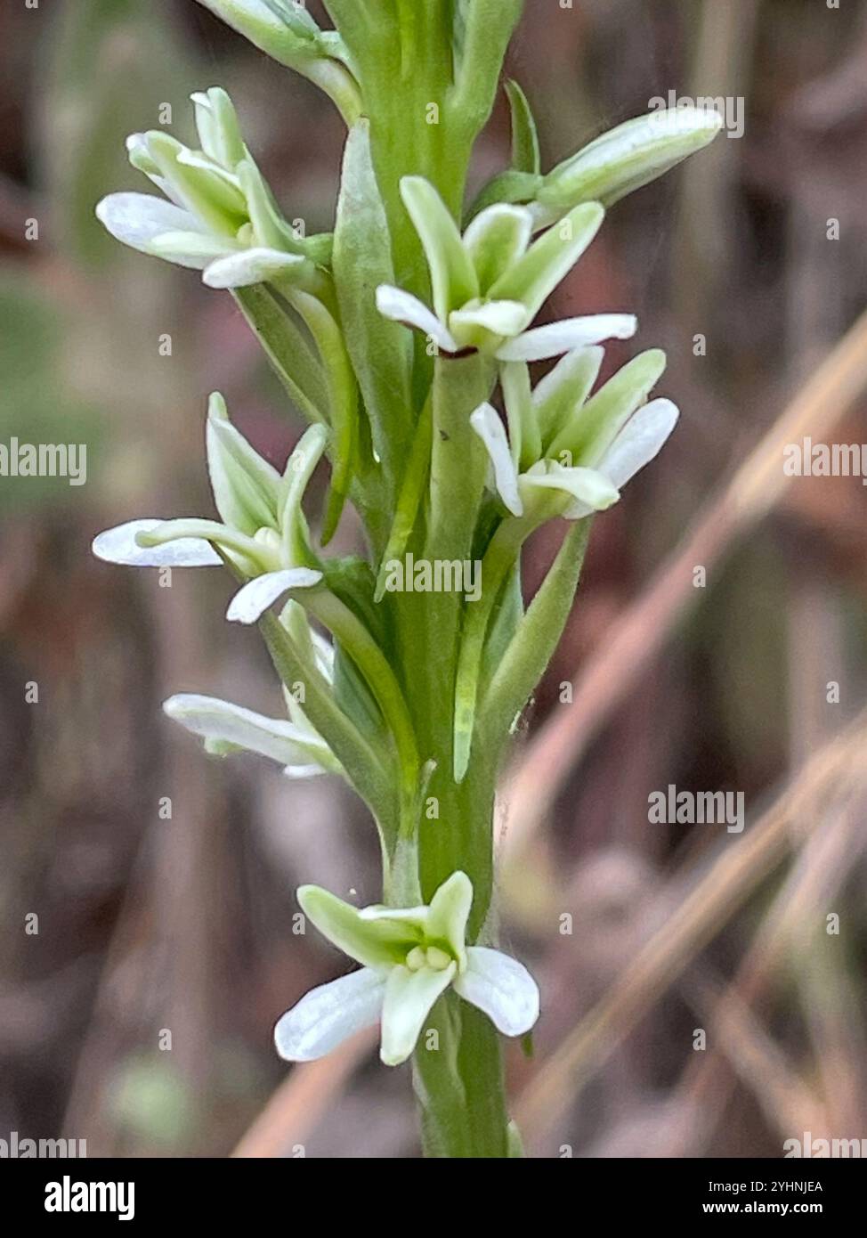 Platanthera elegans hi-res stock photography and images - Alamy