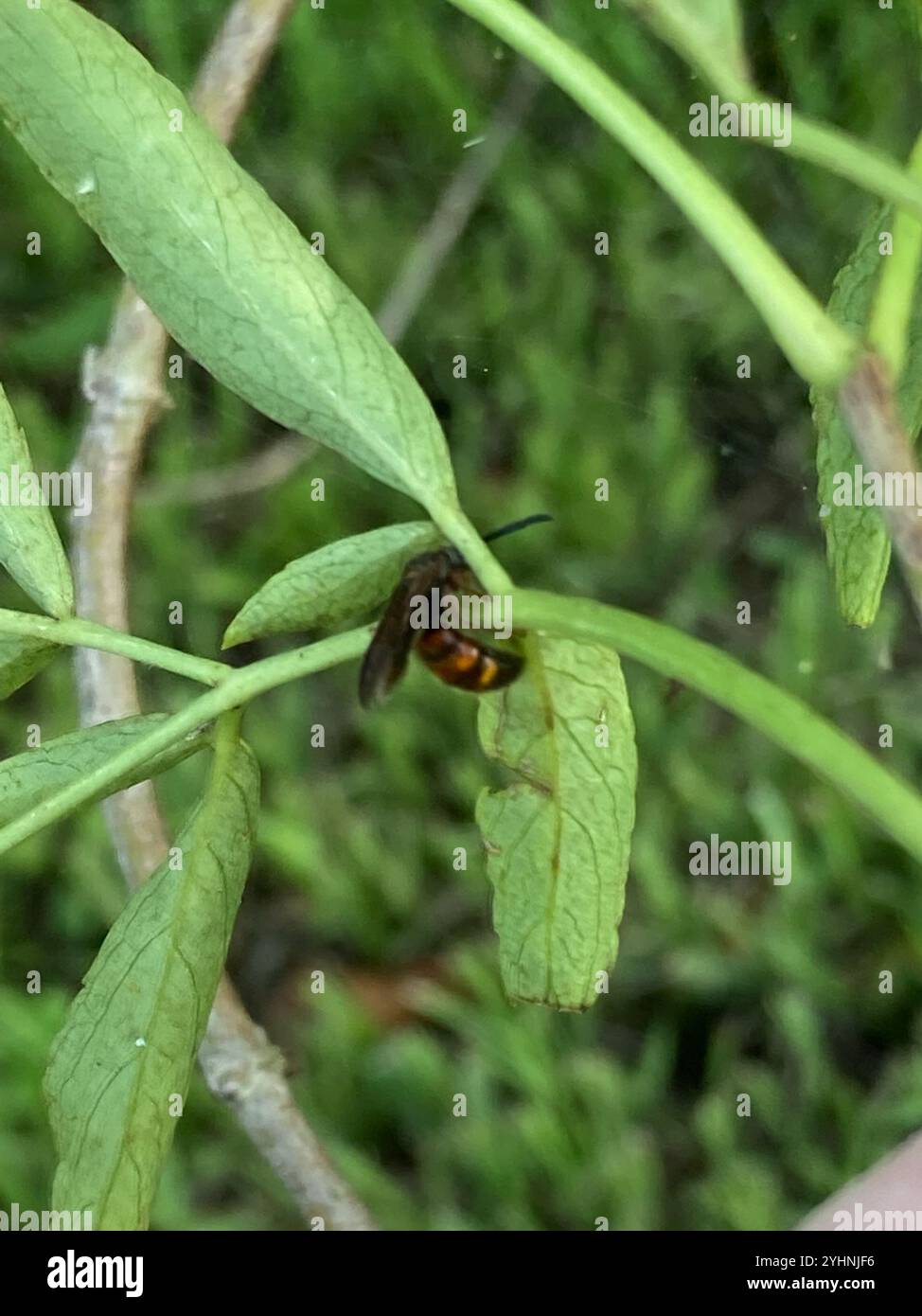 Noble Scoliid Wasp (Scolia nobilitata Stock Photo - Alamy