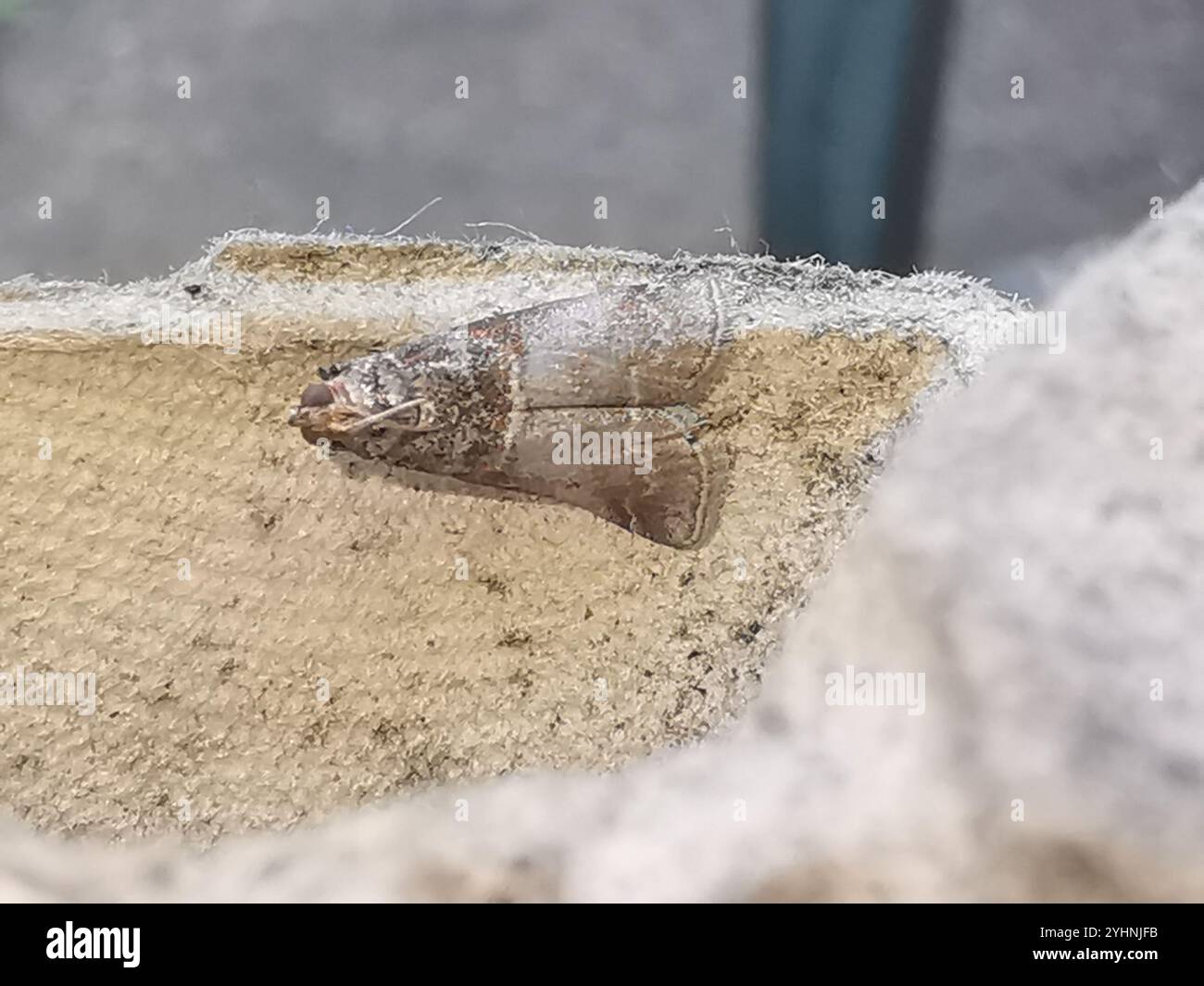 Grey Knot-horn (Acrobasis advenella Stock Photo - Alamy