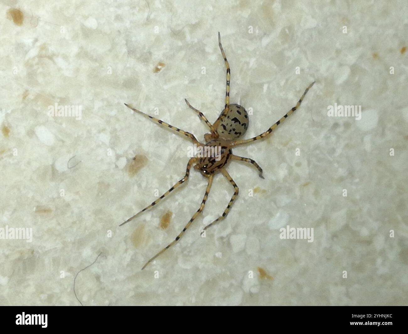 Common Spitting Spider (Scytodes thoracica Stock Photo - Alamy